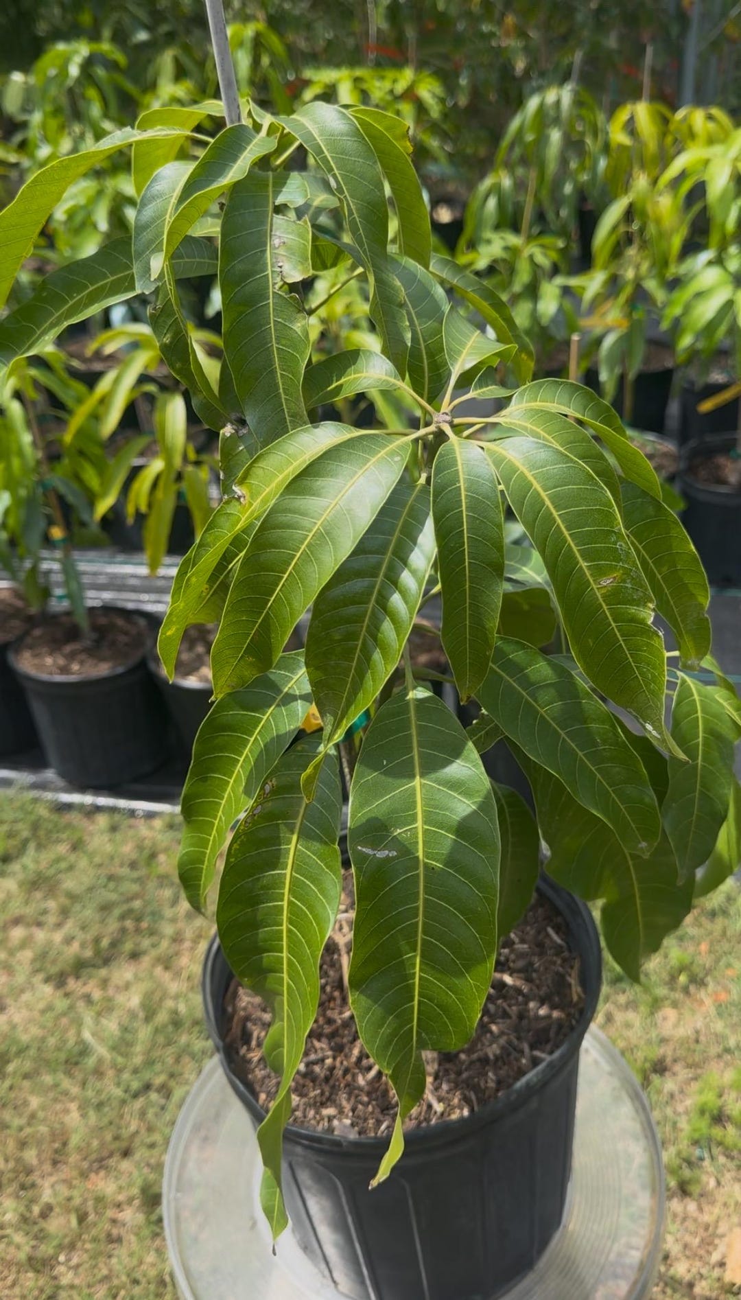Grafted Raw Honey Mango Tree - Live Plant Ships Within a Week!!!* No ...
