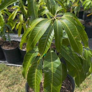 Grafted Raw Honey Mango Tree - Live Plant Ships Within a Week!!!* No ...