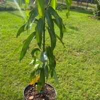 Fruit Cocktail Mango Tree - Grafted Tree - - 1 Feet Tall -grafted ...