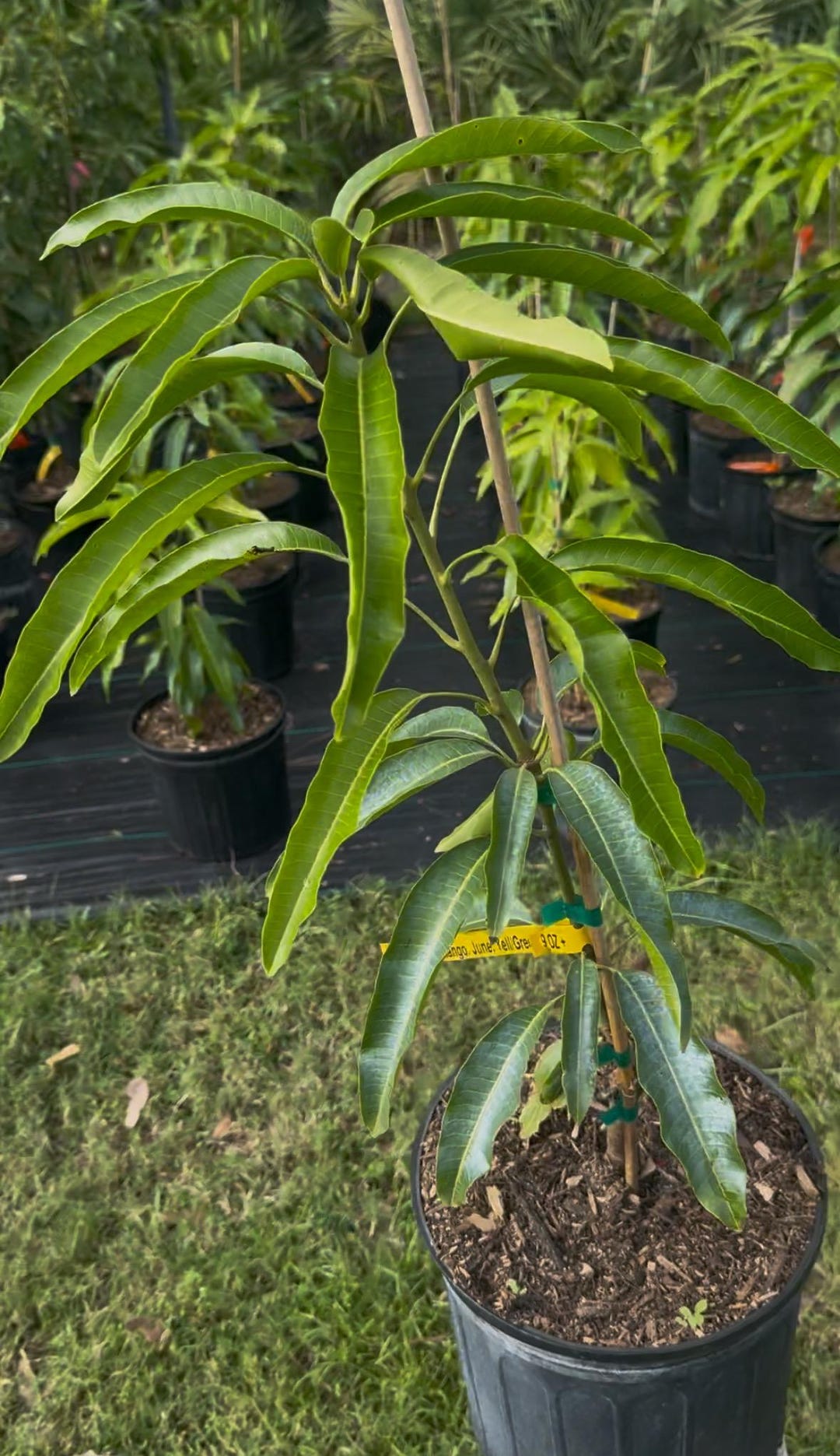 Harvest Moon Mango Tree - Live Plant Ships Within a Week!!!* No ...