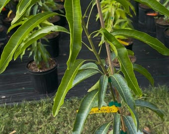 Grafted Lemon Meringue Also Known as Po Pyu Kalay Mango Tree - Live ...