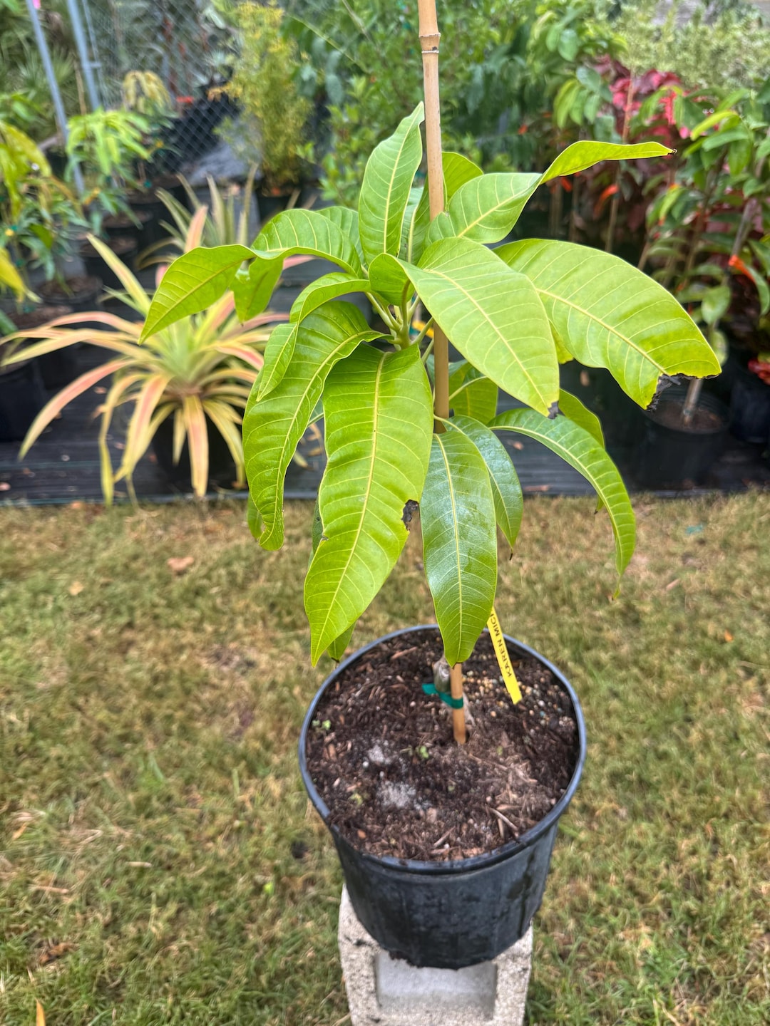 Karen Michelle Mango Tree Live Plant Same Day Shipping No Shipping to ...