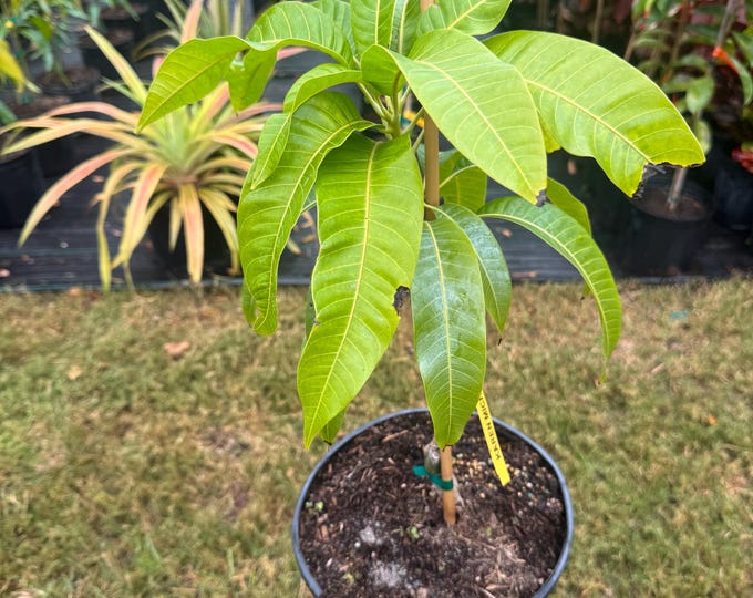 Grafted Karen Michelle Mango Tree - Live Plant Ships Within a Week ...