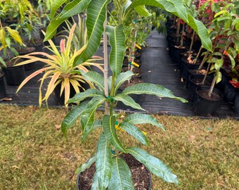 Grafted Fruit Cocktail Mango Tree - Live Plant Ships Within a Week ...