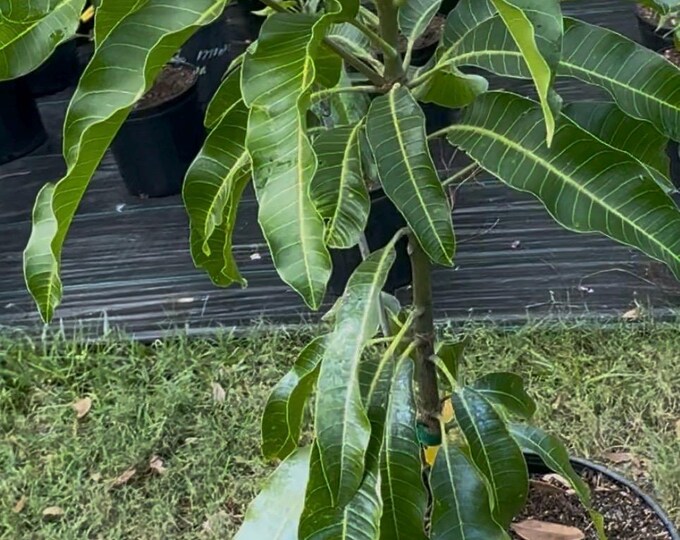 Grafted Fruit Cocktail Mango Tree - Live Plant Ships Within a Week ...
