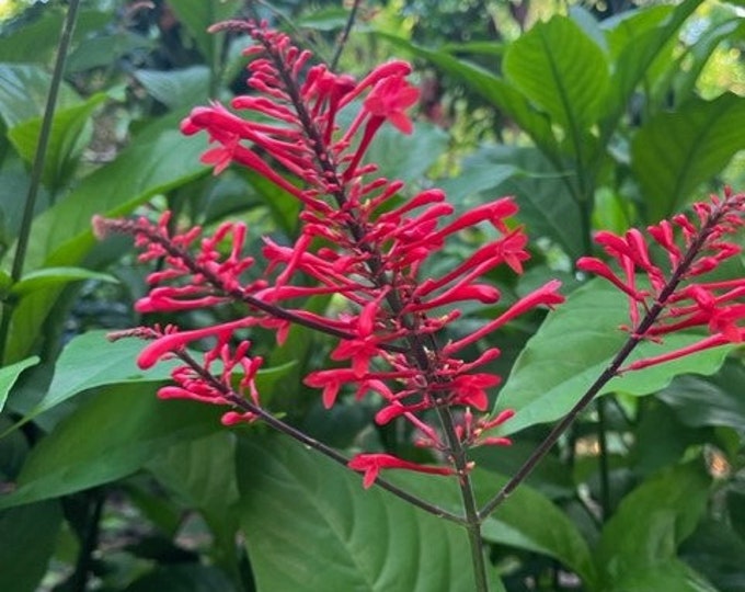 Florida Fire Spike, Cardinal Guard, Scarlet Flame Starter in 4 Inch Pot ...