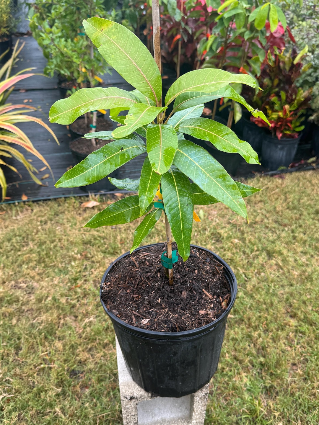 Grafted Cotton Candy Mango Tree - Live Plant Ships Within a Week!!!* No ...