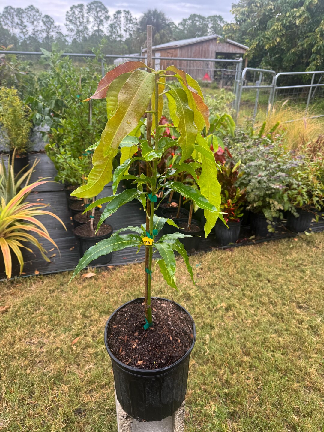 Grafted Lemon Zest Mango Tree - Live Plant Ships Within a Week!!!* No ...