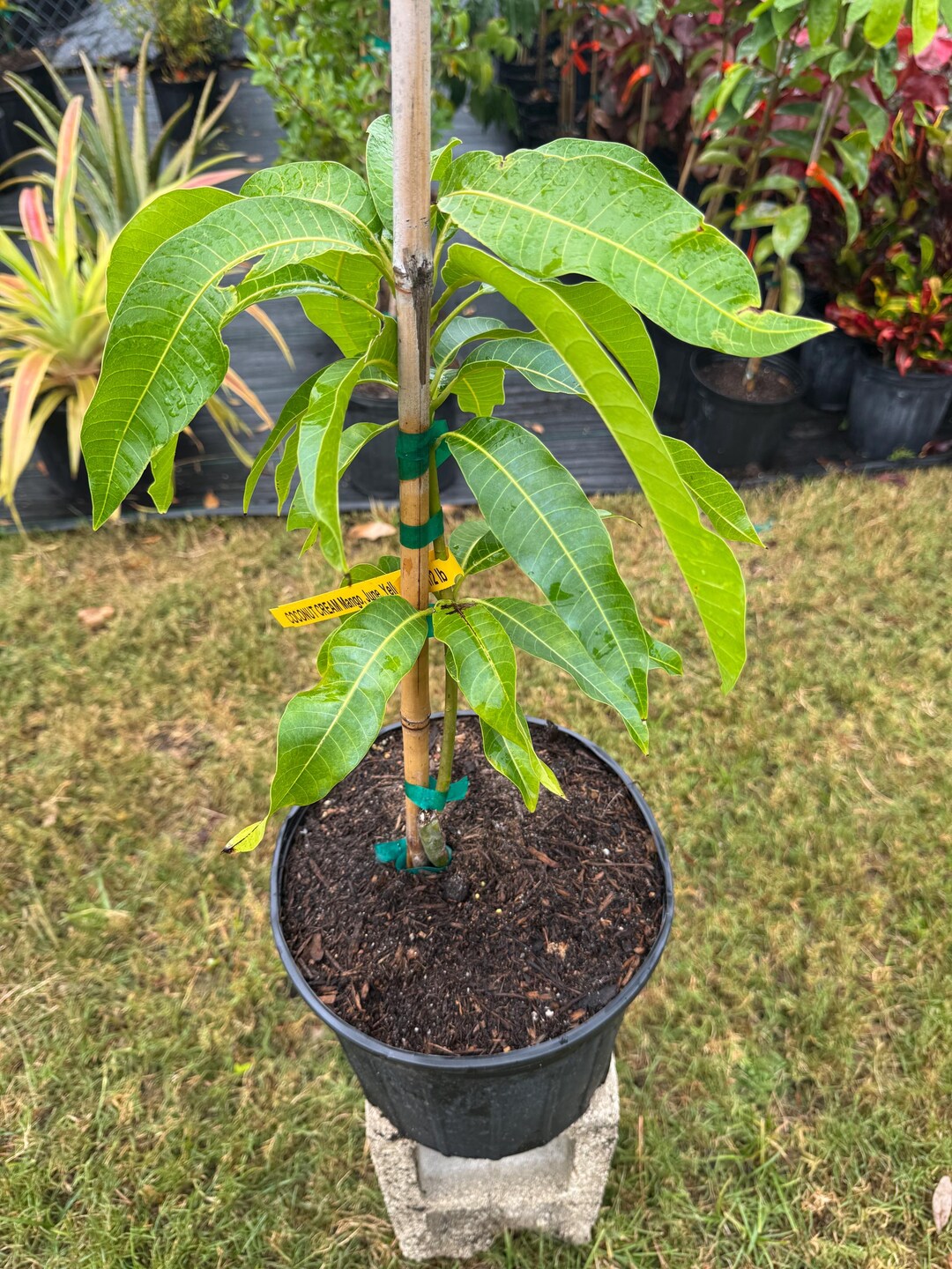 Grafted Coconut Cream Tree - Live Plant Ships Within a Week!!! No ...