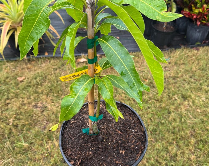 Coconut Cream Mango Tree - Grafted Tree - 1 Feet Tall -grafted - Ship ...