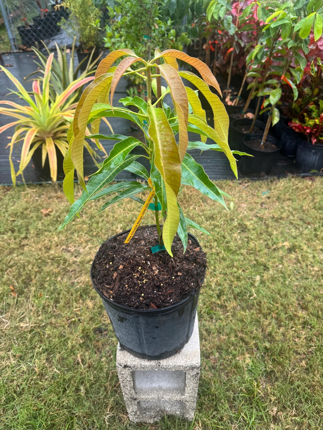 Pina Colada Mango Tree - Live Plant Ships Within a Week!!! No Shipping ...