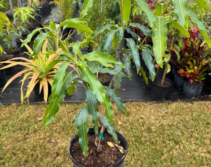 Grafted Lemon Meringue Also Known as Po Pyu Kalay Mango Tree - Live ...