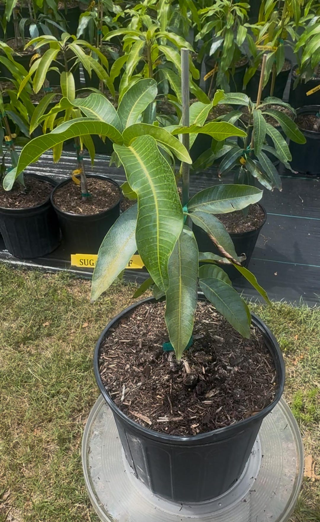 Grafted Sugar Loaf Mango Tree - Live Plant Ships Within a Week!!!* No ...