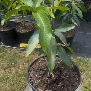 Grafted Sugar Loaf Mango Tree - Live Plant Ships Within a Week!!!* No ...