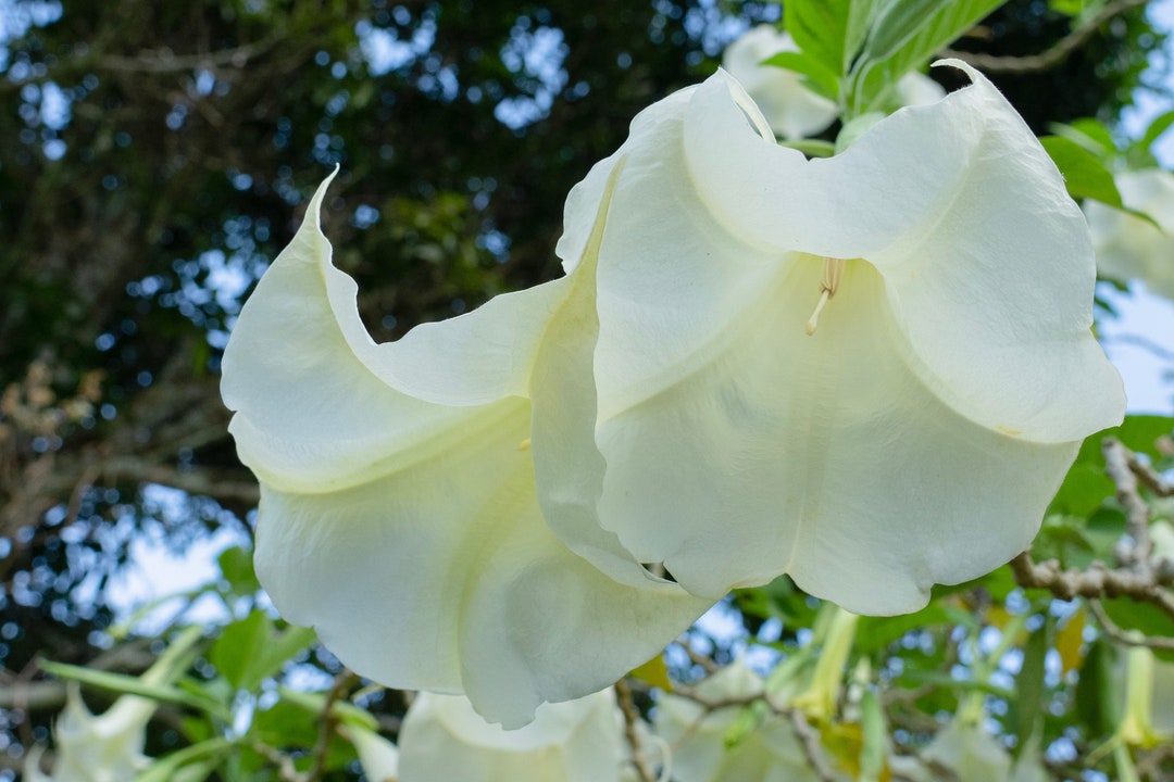ANGEL TRUMPETS !!! Supernova White - Live Tropical Plants And/or ...