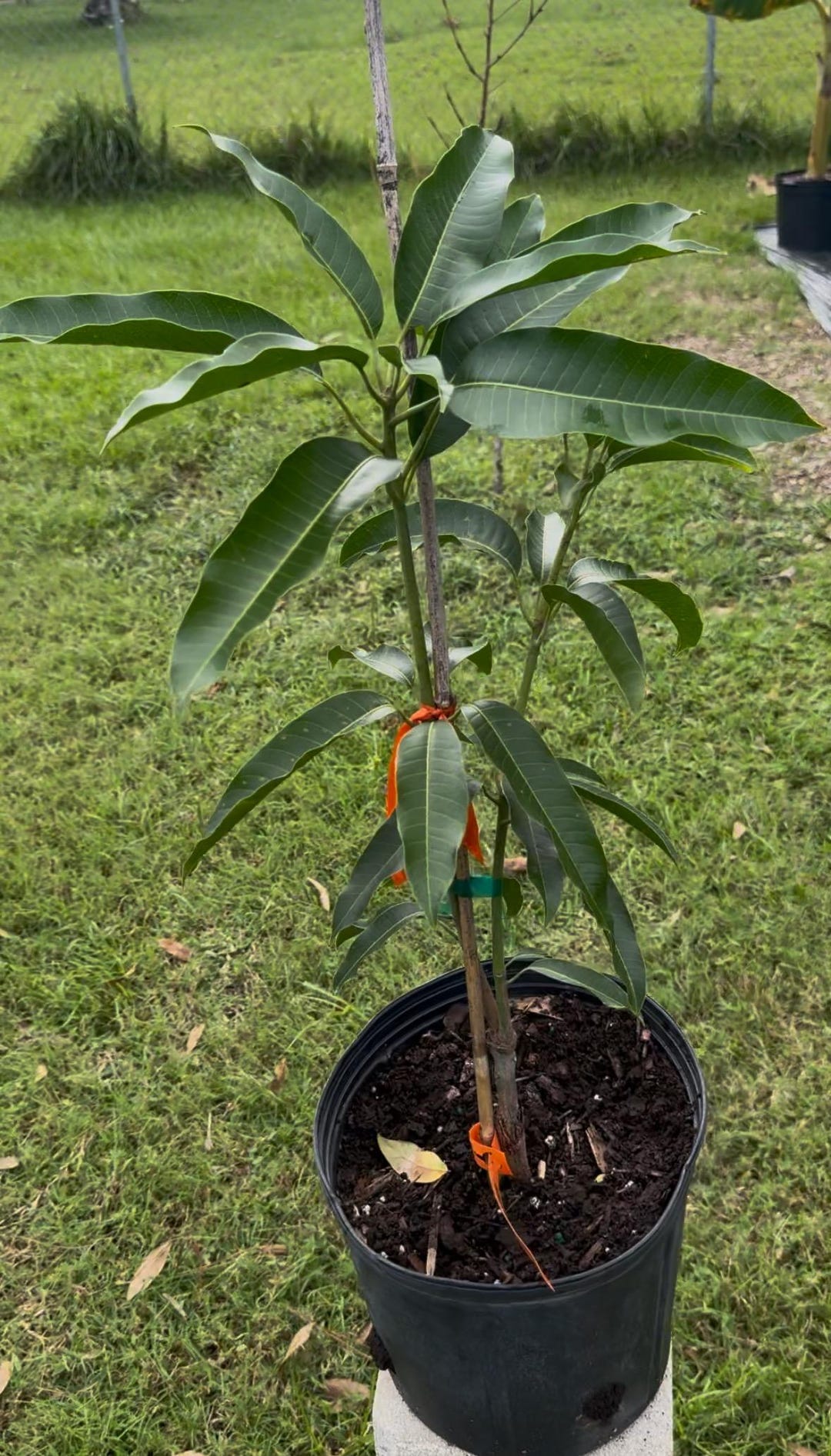 Manila Grafted Mango Tree - Live Plant Ships Within a Week!!! No ...