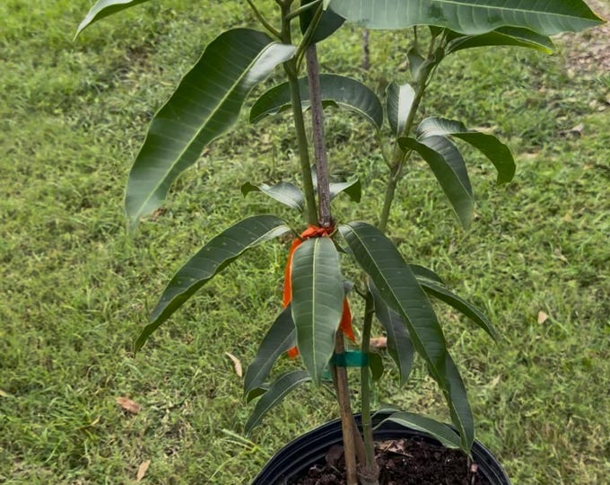 Manila Grafted Mango Tree - Live Plant Ships Within a Week!!! No ...