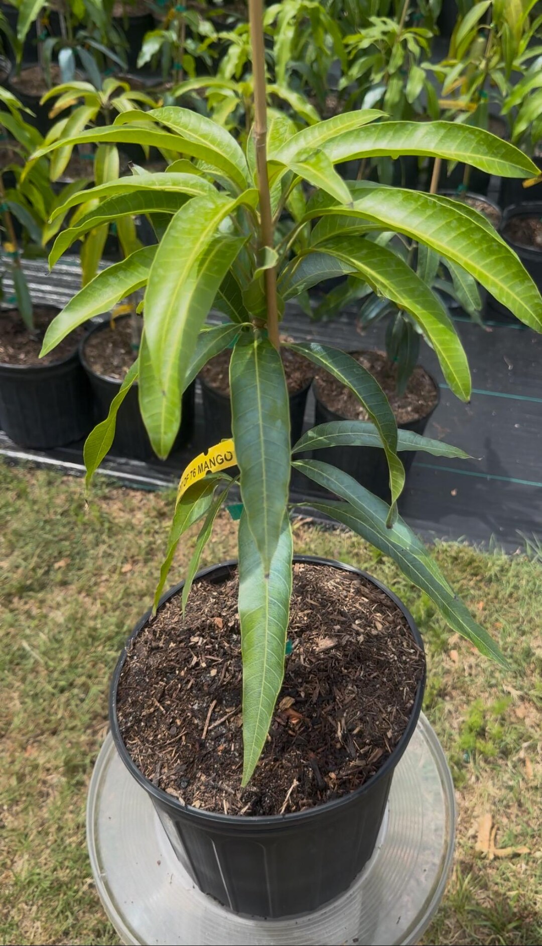 Grafted Spirit of 76 Mango Tree - Live Plant Ships Within a Week!!!* No ...