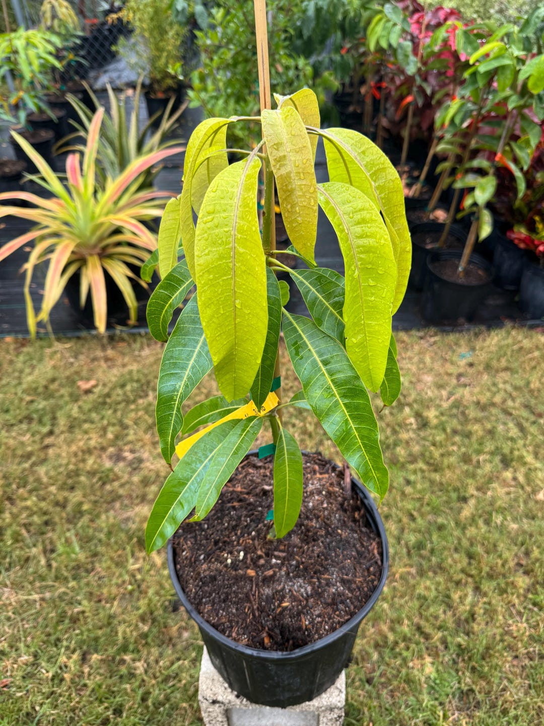Grafted Bombay Mango Tree - Live Plant Ships Within a Week!!! No ...