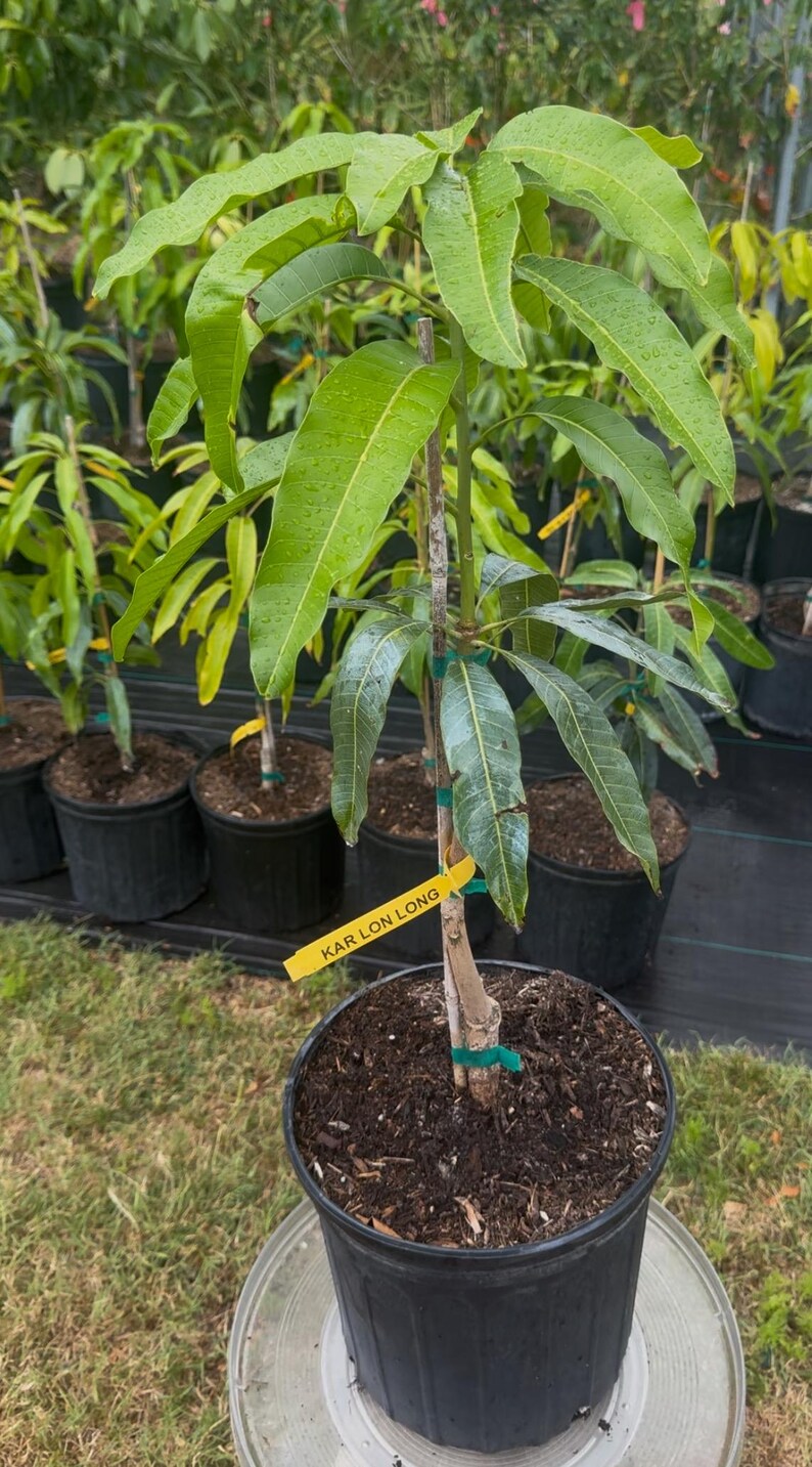 Grafted Kar Lon Long Mango Tree - Live Plant Ships Within a Week!!!* No ...