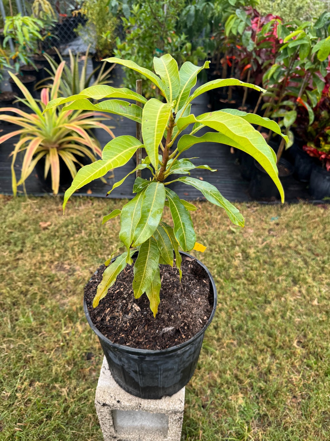 Grafted Juliette Mango Tree - Live Plant Ships Within a Week!!! No ...
