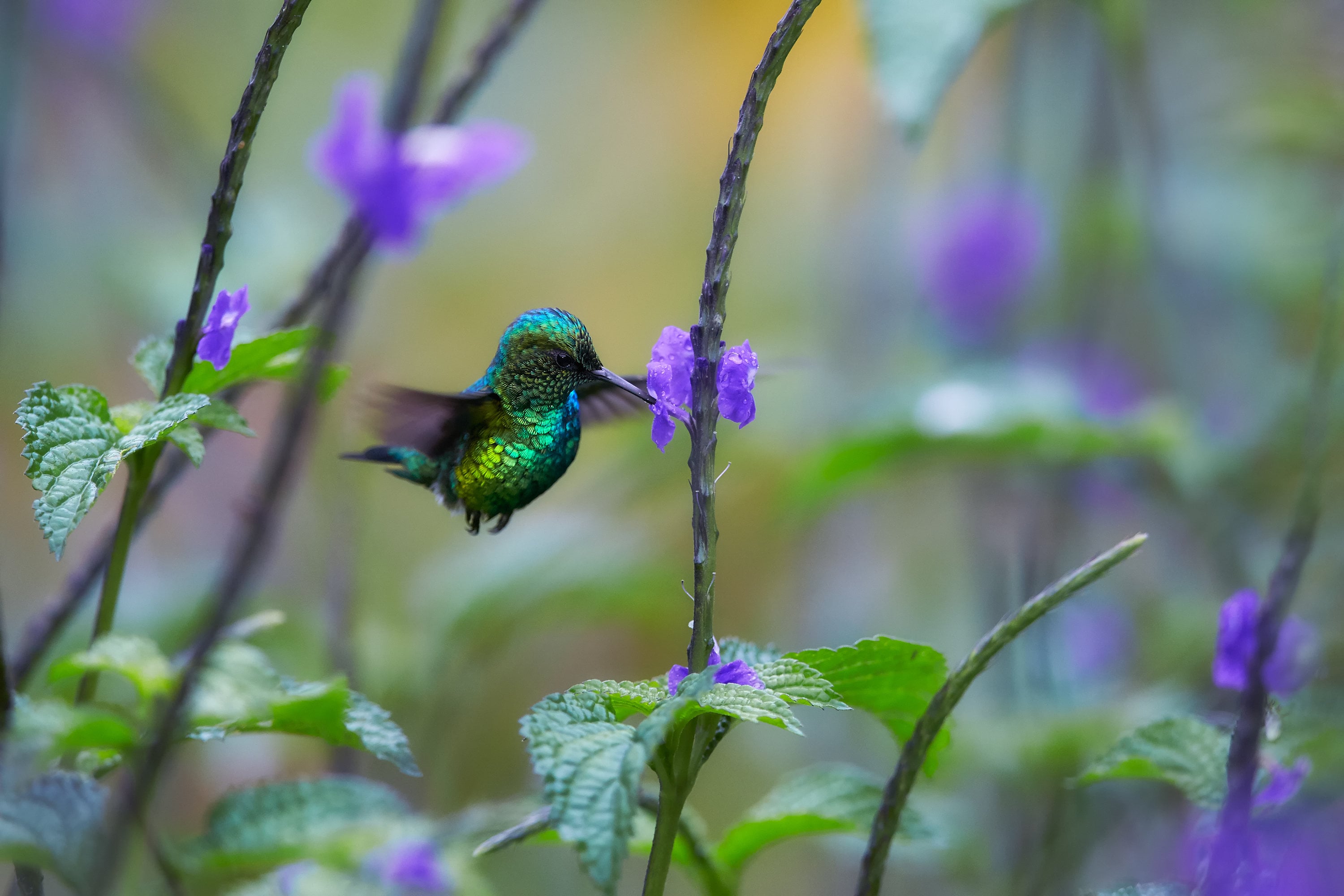 Blue Porterweed stachytarpheta Jamaicensis LIVE PLANT Same Day Shipping ...