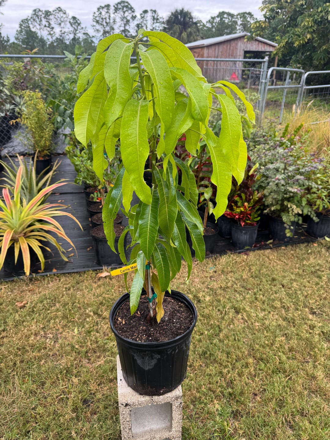 Grafted Carrie Mango Tree - Live Plant Ships Within a Week!!! Shipping ...
