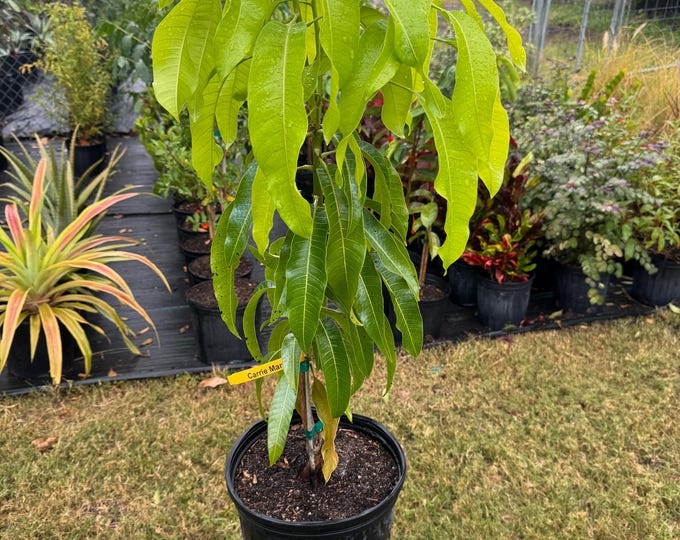 Grafted Carrie Mango Tree - Live Plant Ships Within a Week!!! Shipping ...