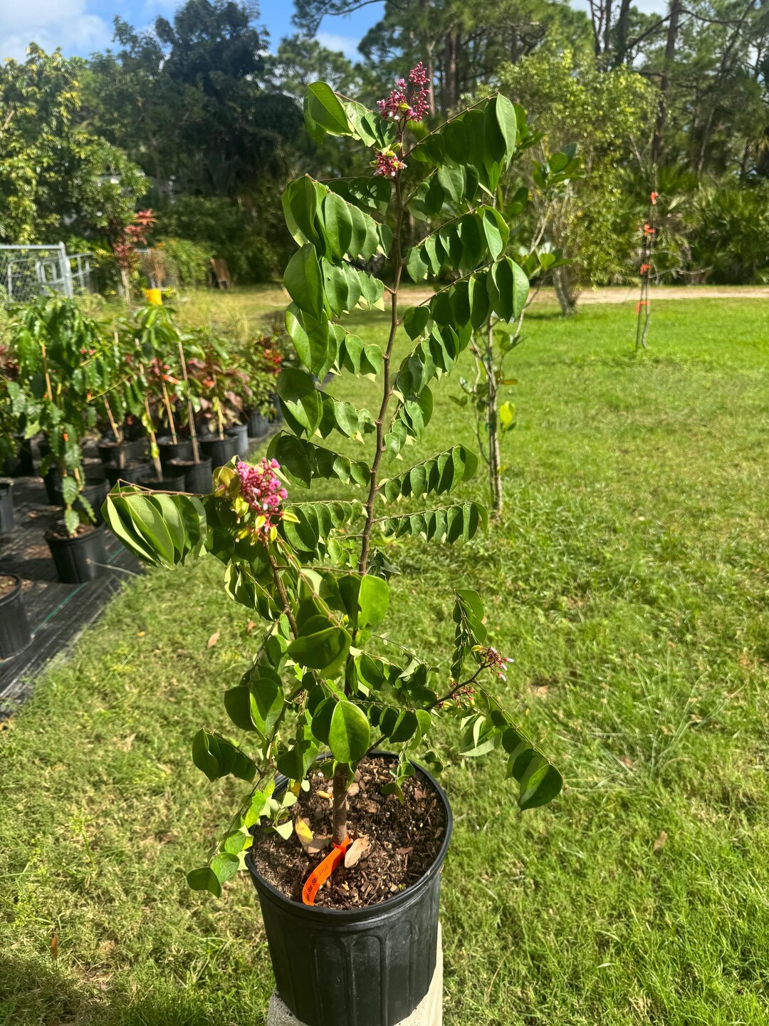 Grafted Golden Star Starfruit sour Variety Tree Live Plant Same Day ...