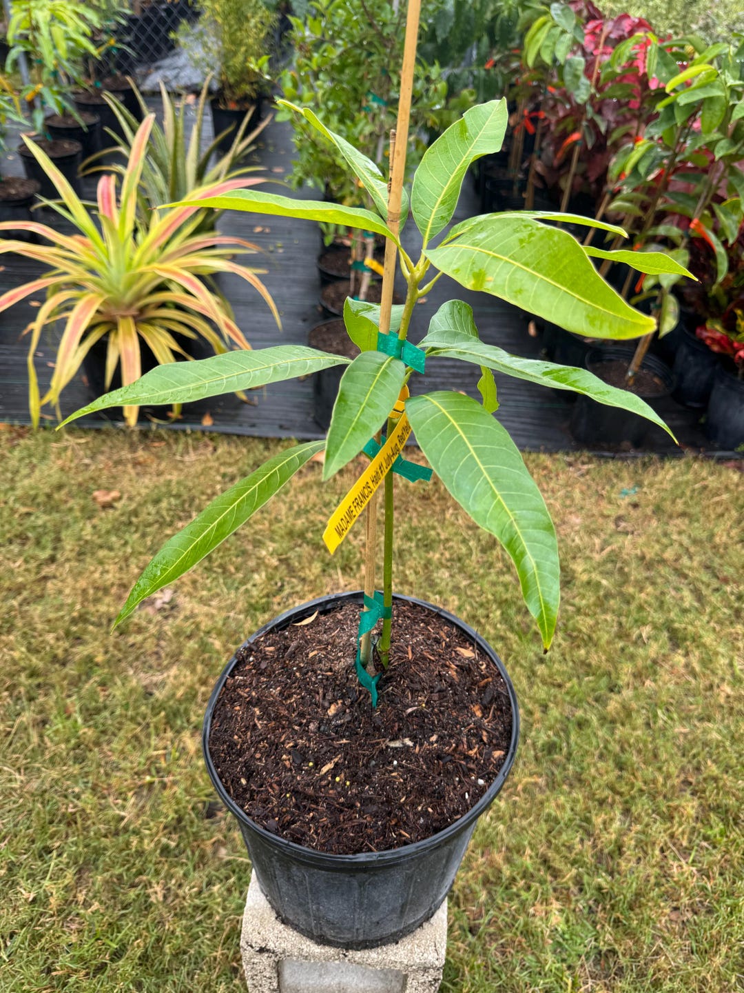 Grafted Madame Francis Mango Tree - Live Plant Ships Within a Week ...