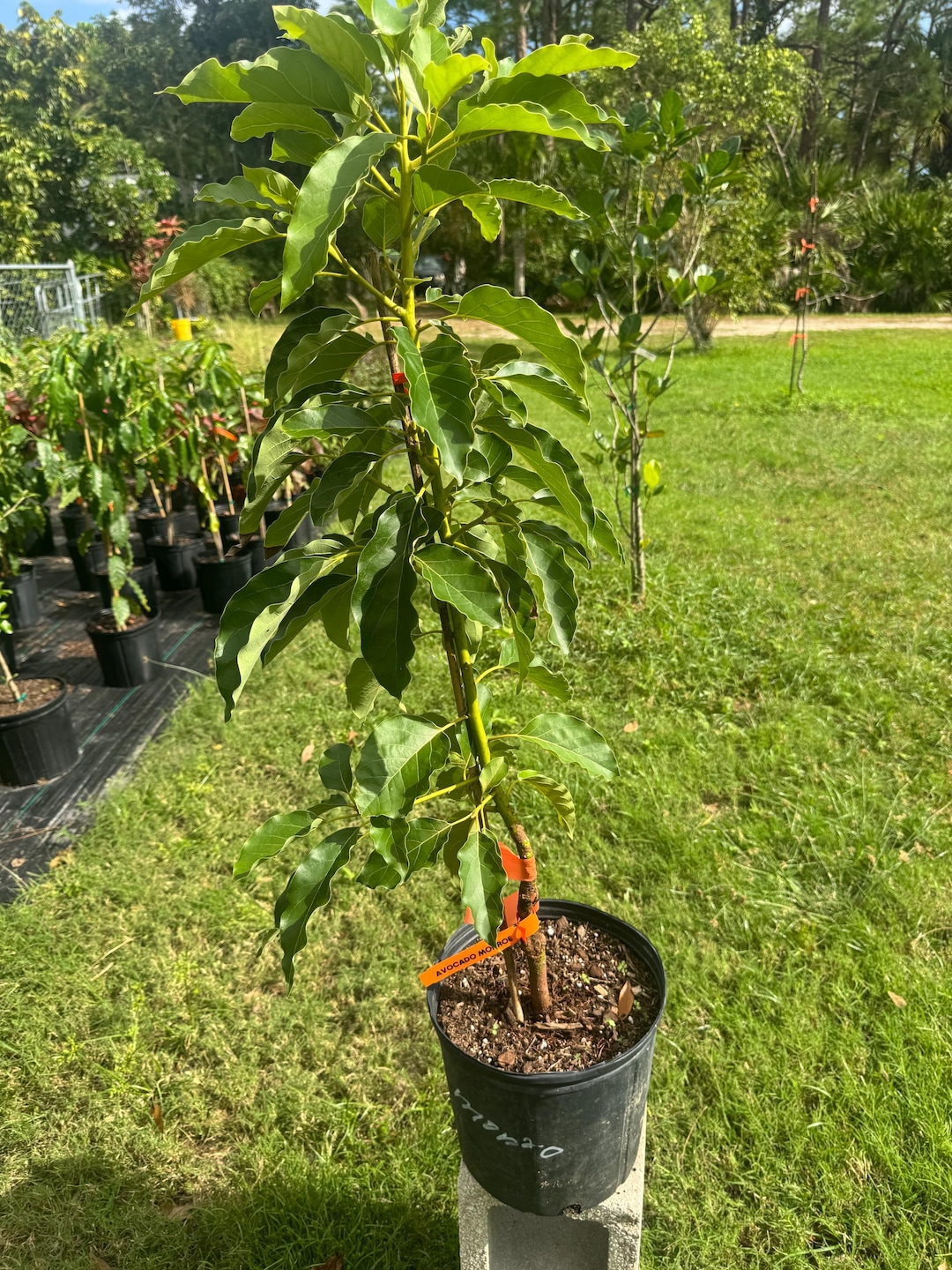 Grafted Monroe Avocado Tree - Live Plant Same Day Shipping!!!* No ...