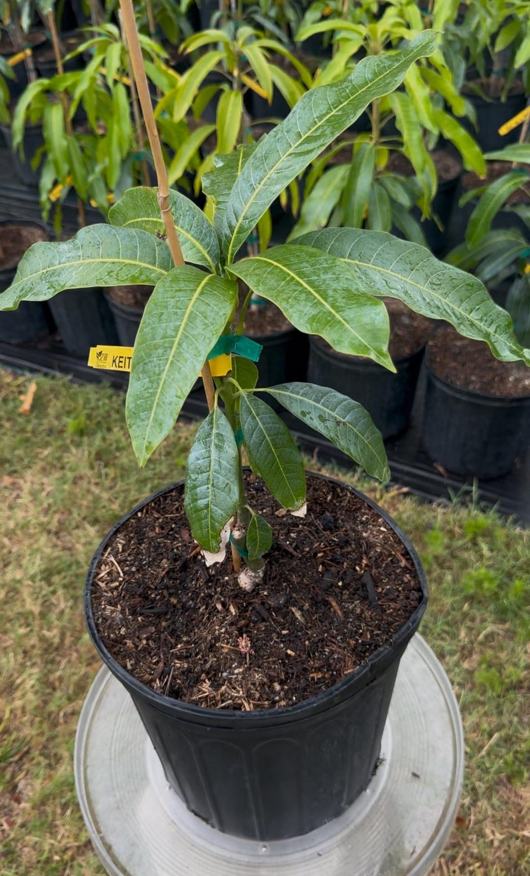 Grafted Keitt Mango Tree - Live Plant Same Day Shipping!!!* No Shipping ...