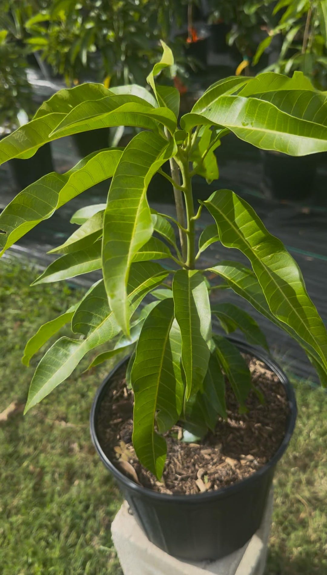 Grafted Ceci Love Grafted Mango Tree - Live Plant Ships Within a Week ...