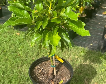 Grafted Florida Hass Avocado Tree Live Plant Same Day Shipping No ...