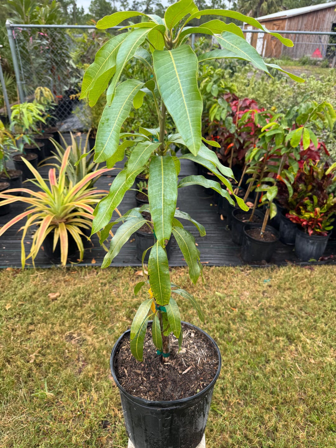 Grafted Valencia Pride Mango Tree - Live Plant Ships Within Week!!!* No ...