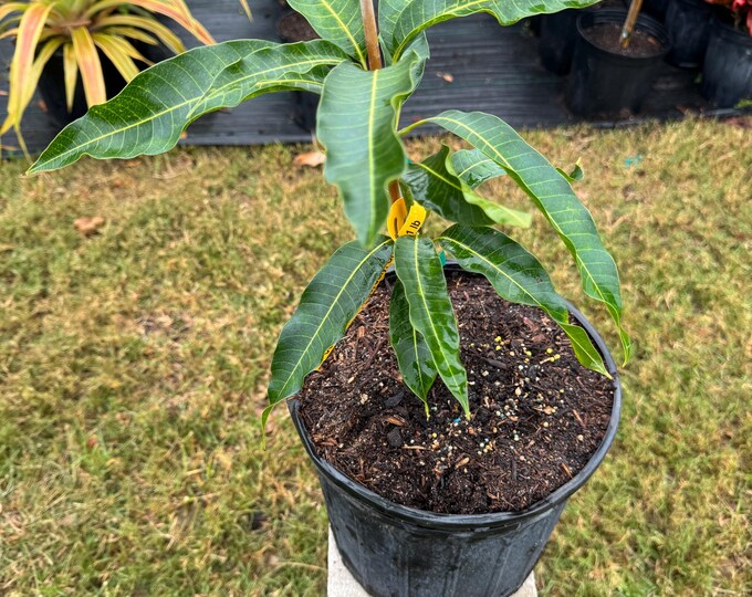Grafted Cogshall Mango Tree - Live Plant Ships Within a Week!!! No ...
