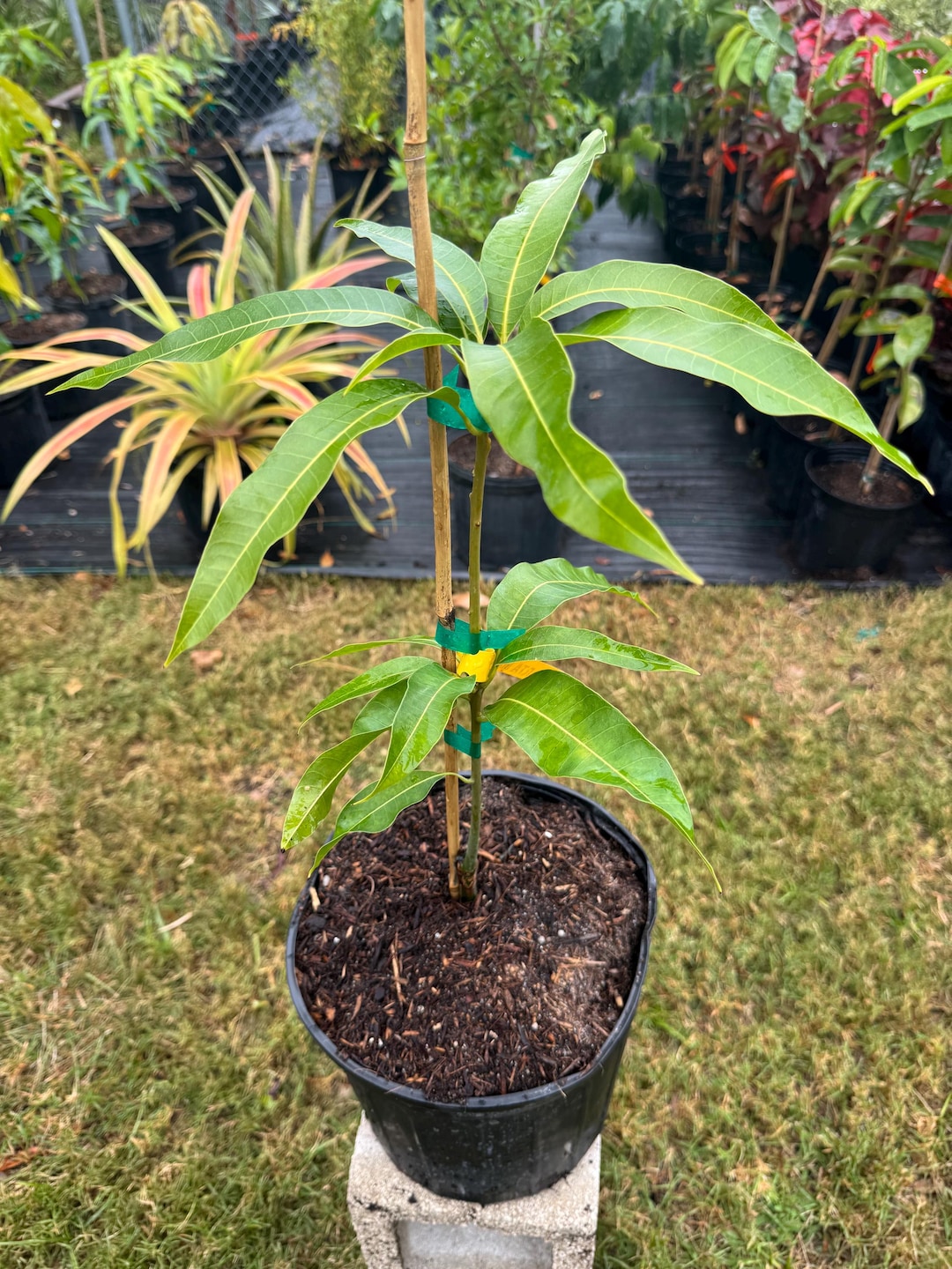 Grafted Jakarta Mango Tree - Live Plant Ships Within a Week!!! No ...