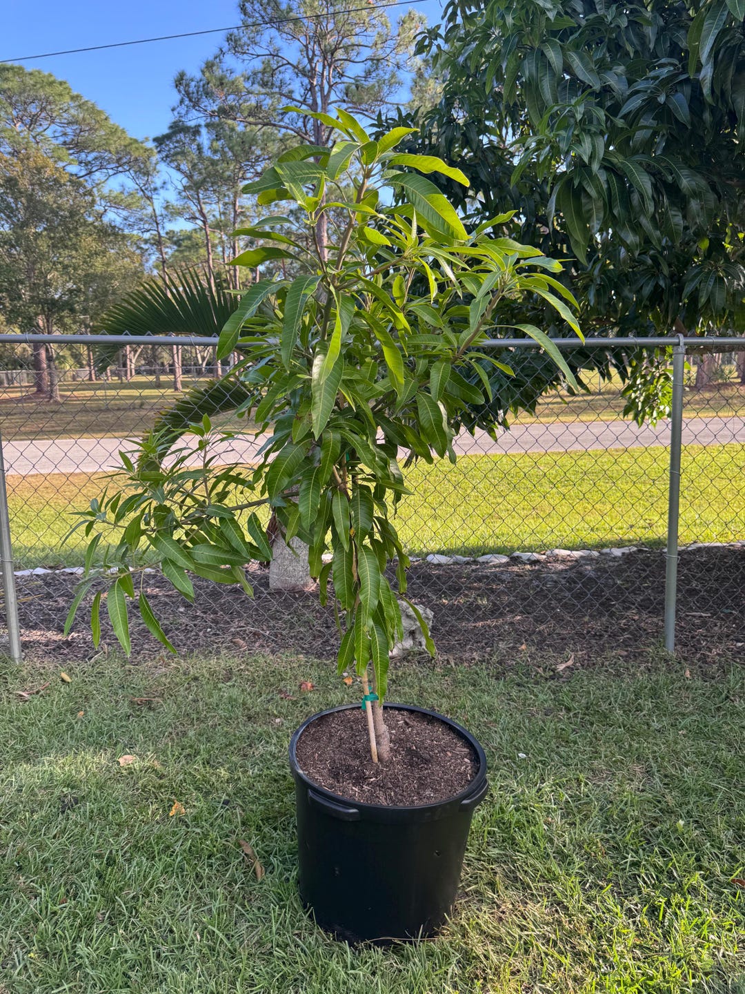 Carrie Mango Tree 15 Gallon Live Plant Same Day Shipping No Shipping to ...
