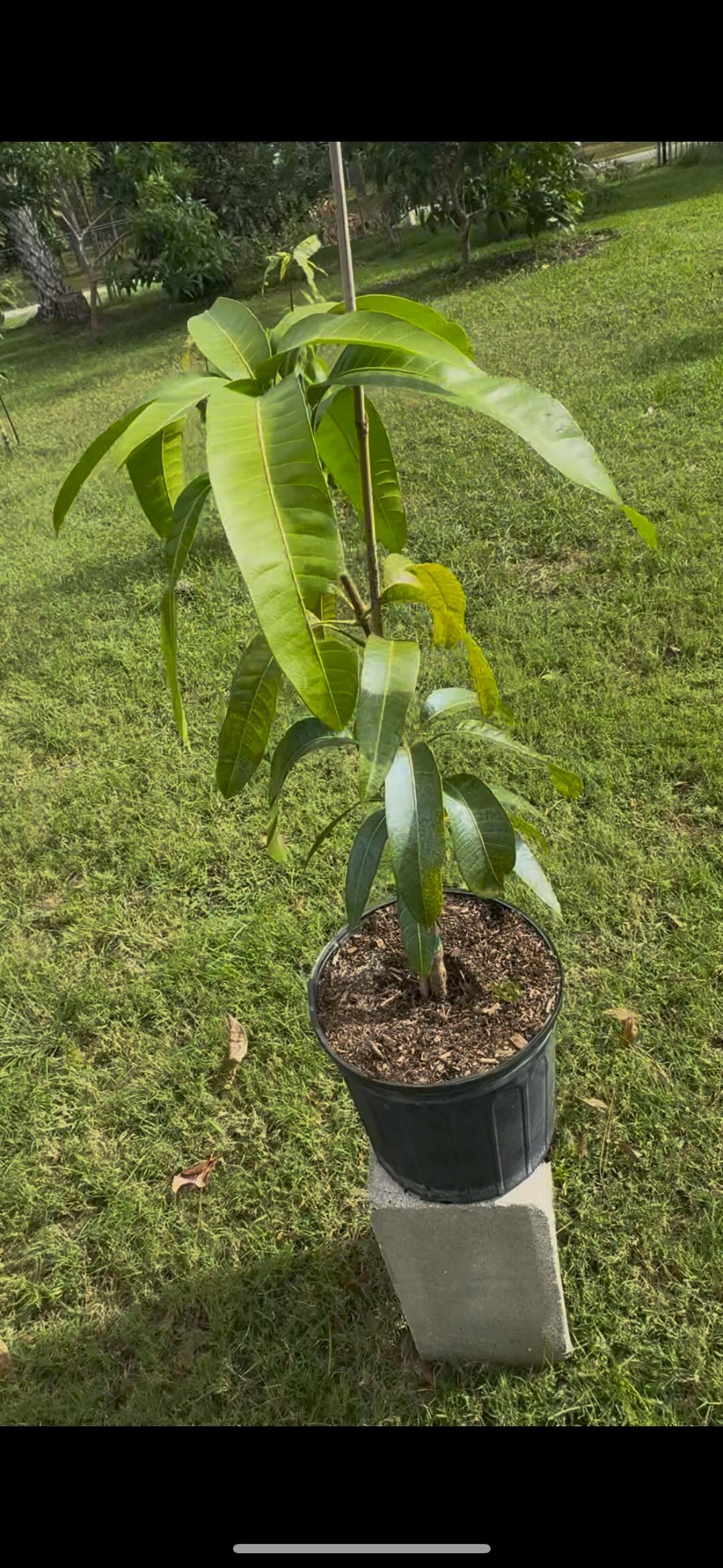Kiew Yai Also Known as Cat Saigon Grafted Mango Tree Live Plant Same ...