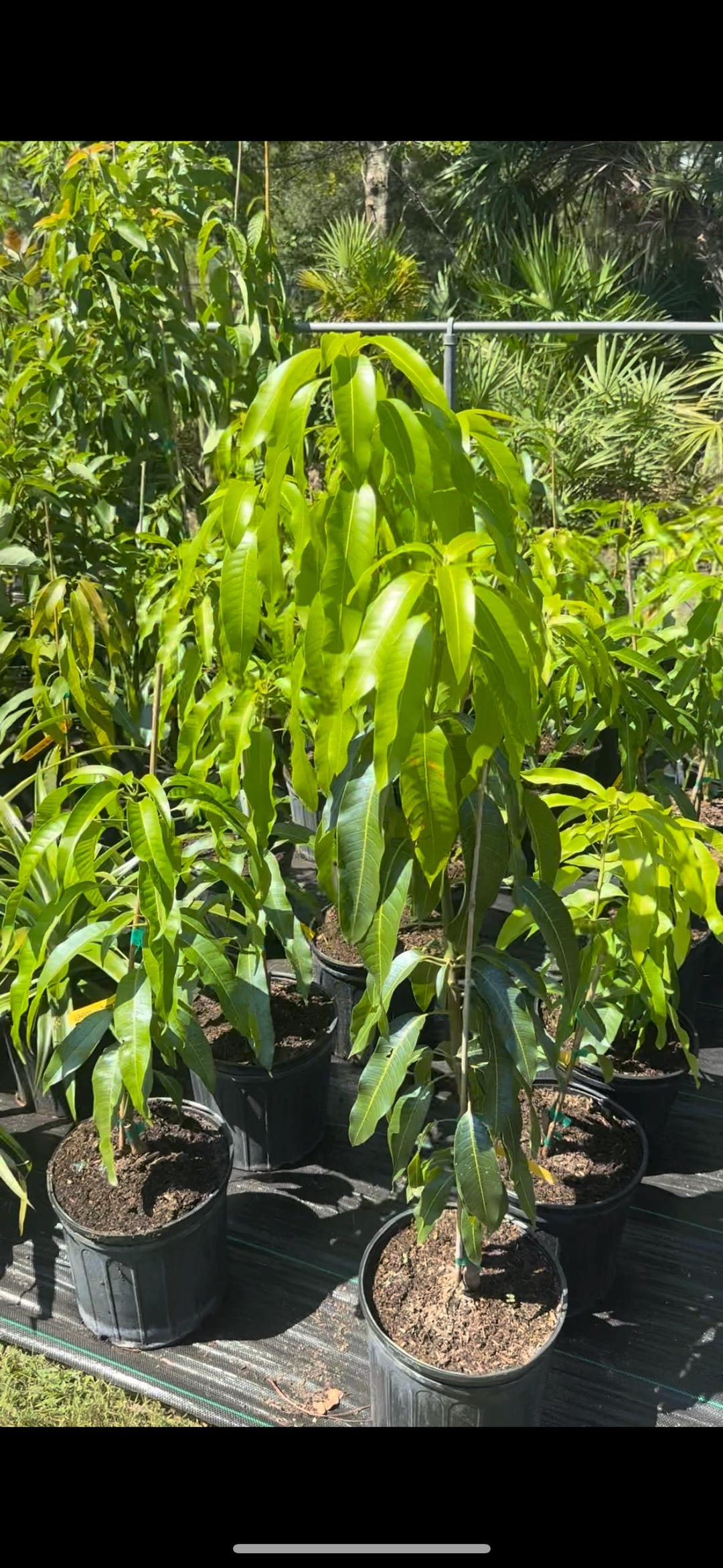 Grafted Mango Tree Live Plant Same Day Shipping No Shipping to CA or HI ...