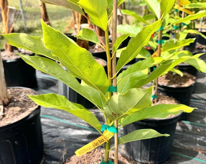 Grafted Brogdon Avocado Tree - Live Plant Ships Within a Week!!!* No ...