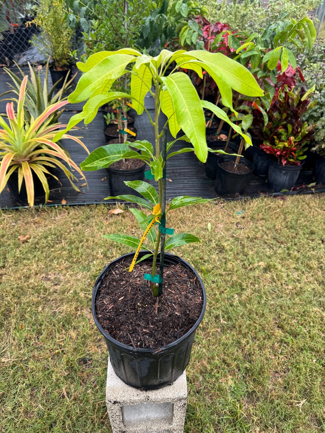 Grafted Orange Sherbet Mango Tree - Live Plant Ships Within a Week ...