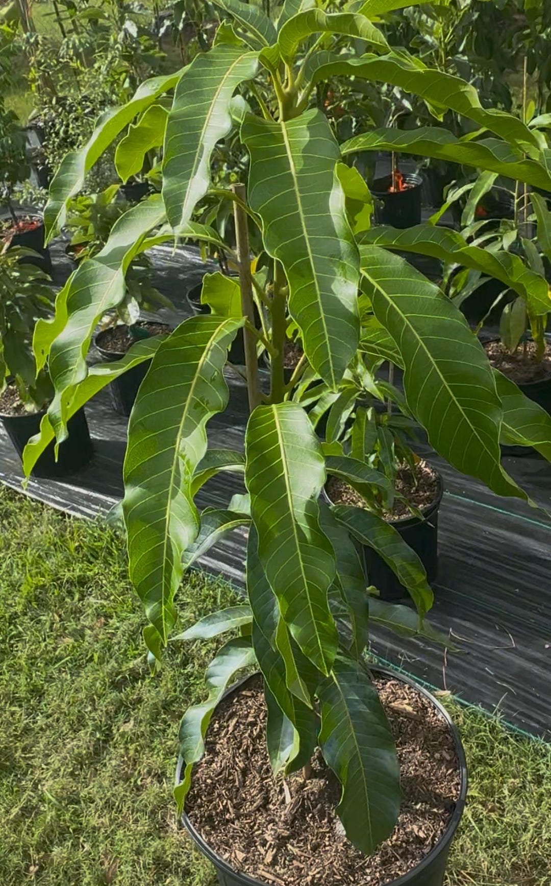 Sai Tong A/k/a Golden Nam Doc Mai Grafted Mango Tree - Live Plant Ships ...