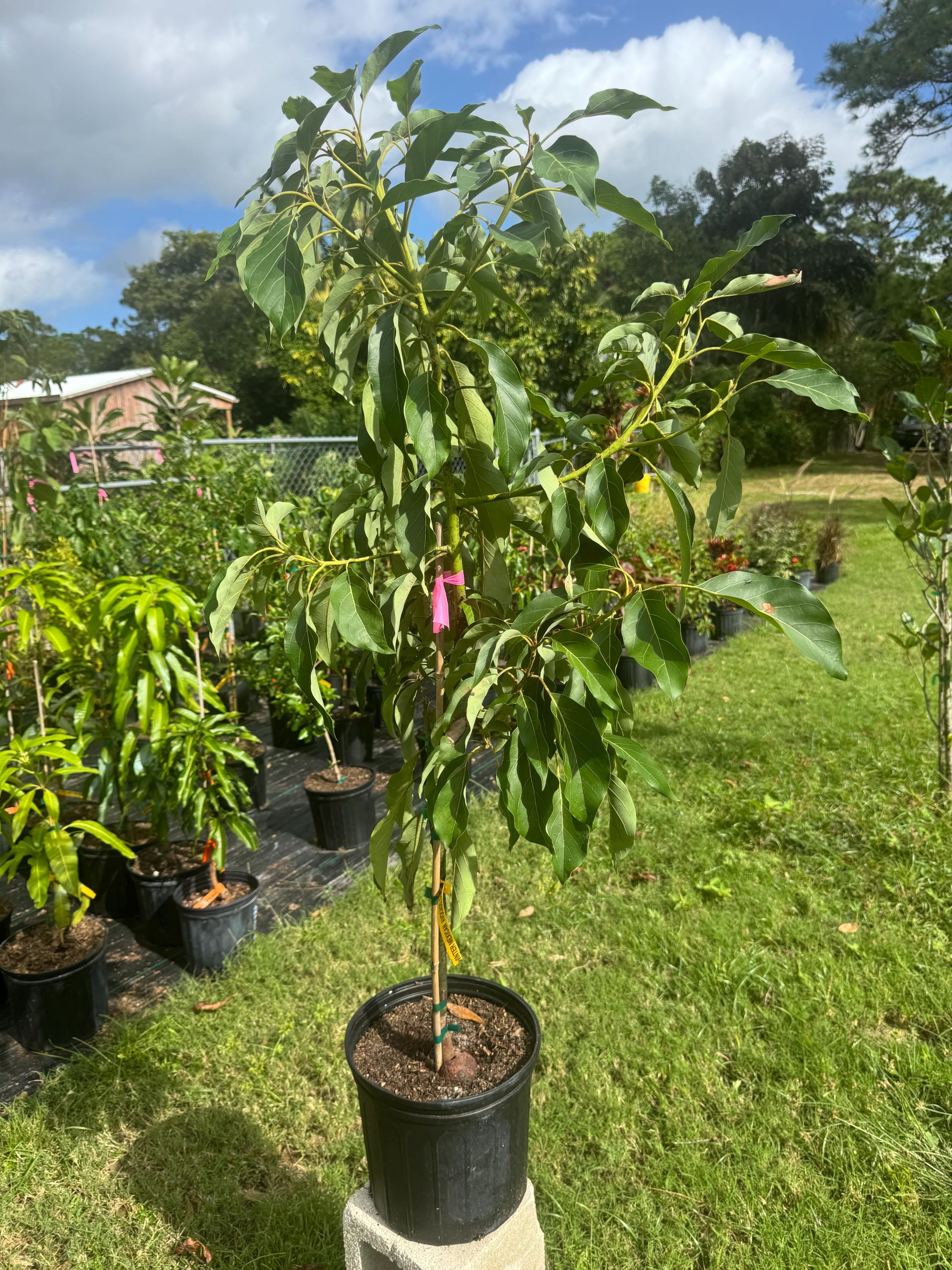Grafted Winter Mexican Avocado Tree - Live Plant Same Day Shipping ...