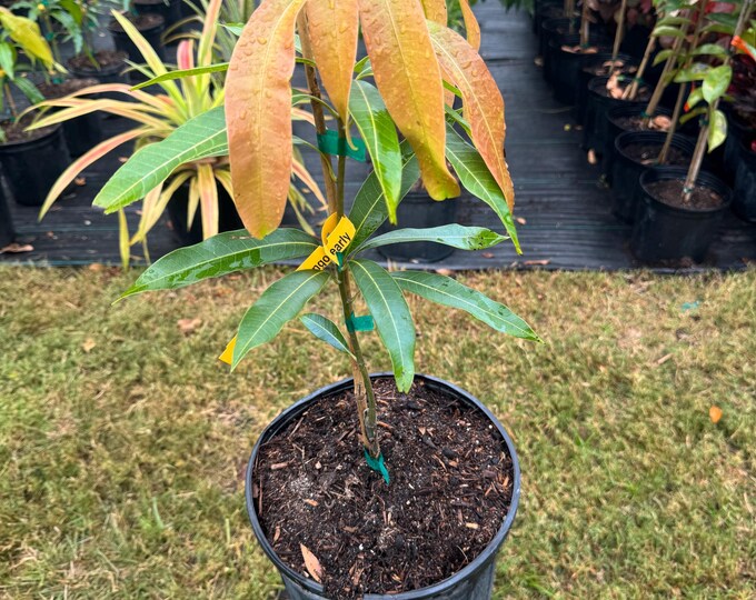 Grafted Dwarf Hawaiian Mango Tree - Live Plant Ships Within a Week ...