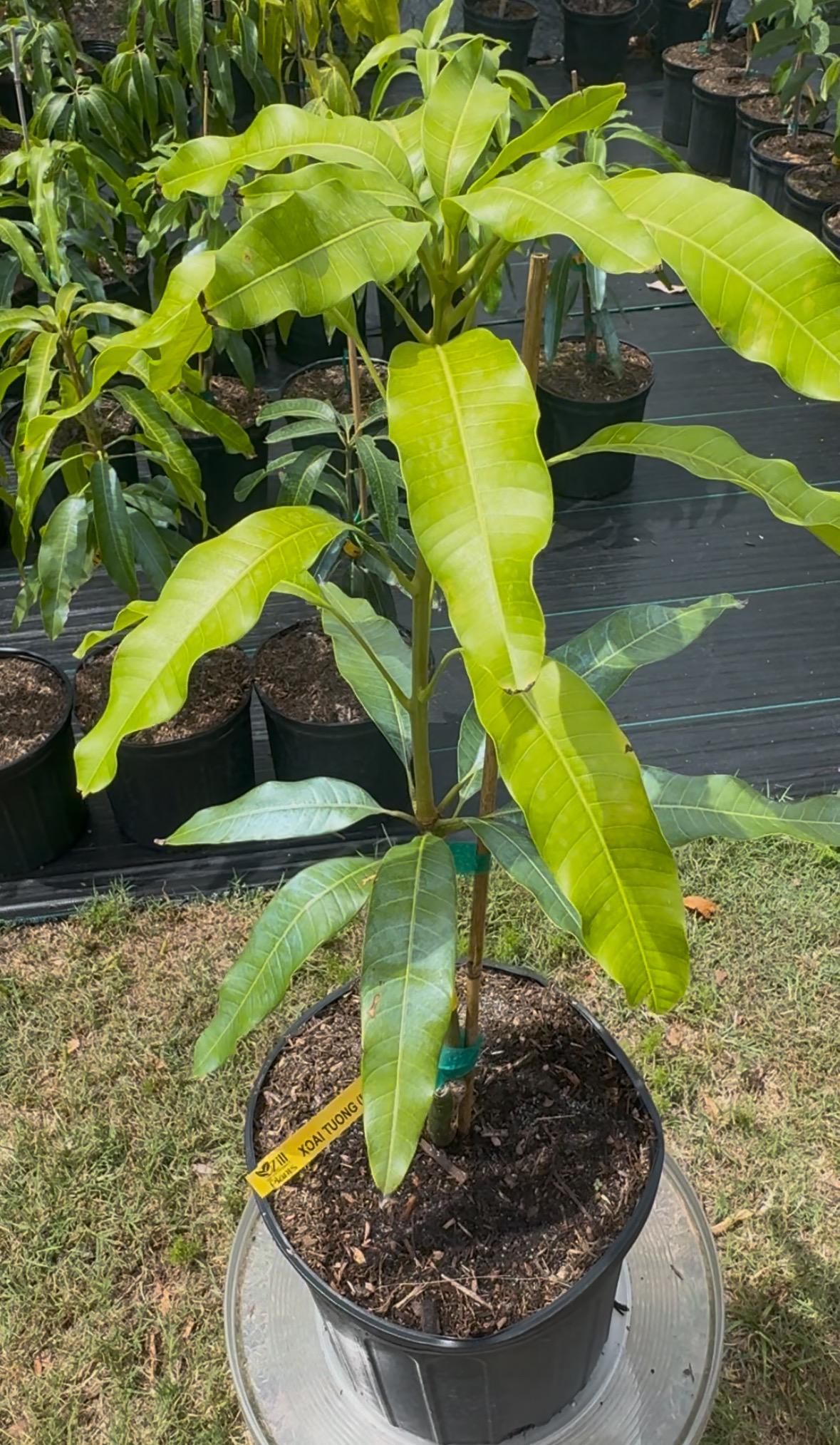 Cat Chu / Xoai Cat Chu Mango Tree - Live Plant Ships Within a Week ...