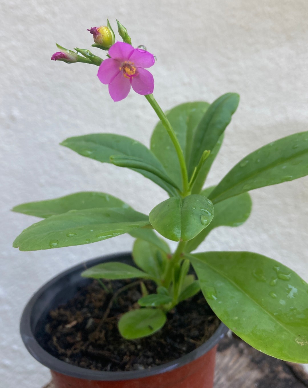 Talinum Triangulare ORGANIC LIVE ROOTED Plant 4 Inch Pot - Etsy