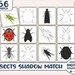 Insect Shadow Match Game With Realistic Pictures 28 Insect - Etsy