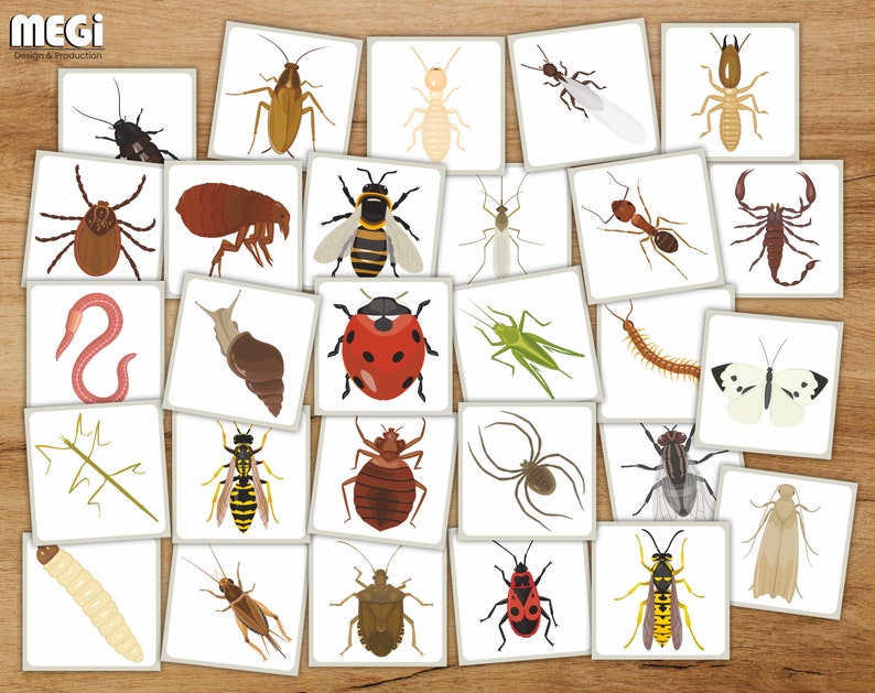 Insect Shadow Match Game With Realistic Pictures 28 Insect | Etsy