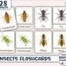 Insect Flashcards With Realistic Pictures 28 Printable - Etsy